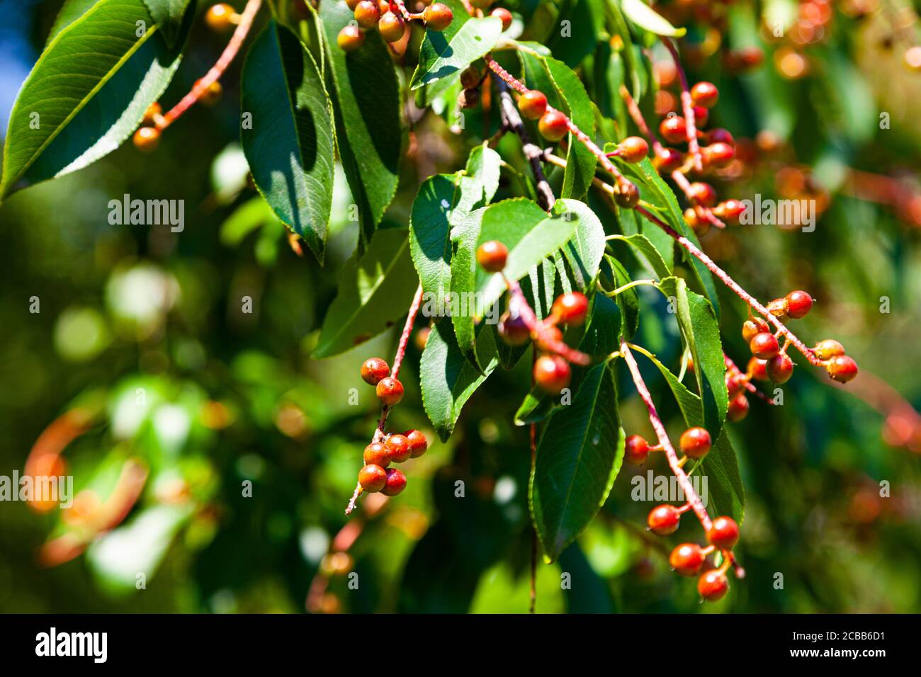 Small red black cherries ripen on the tree Stock Photo - Alamy