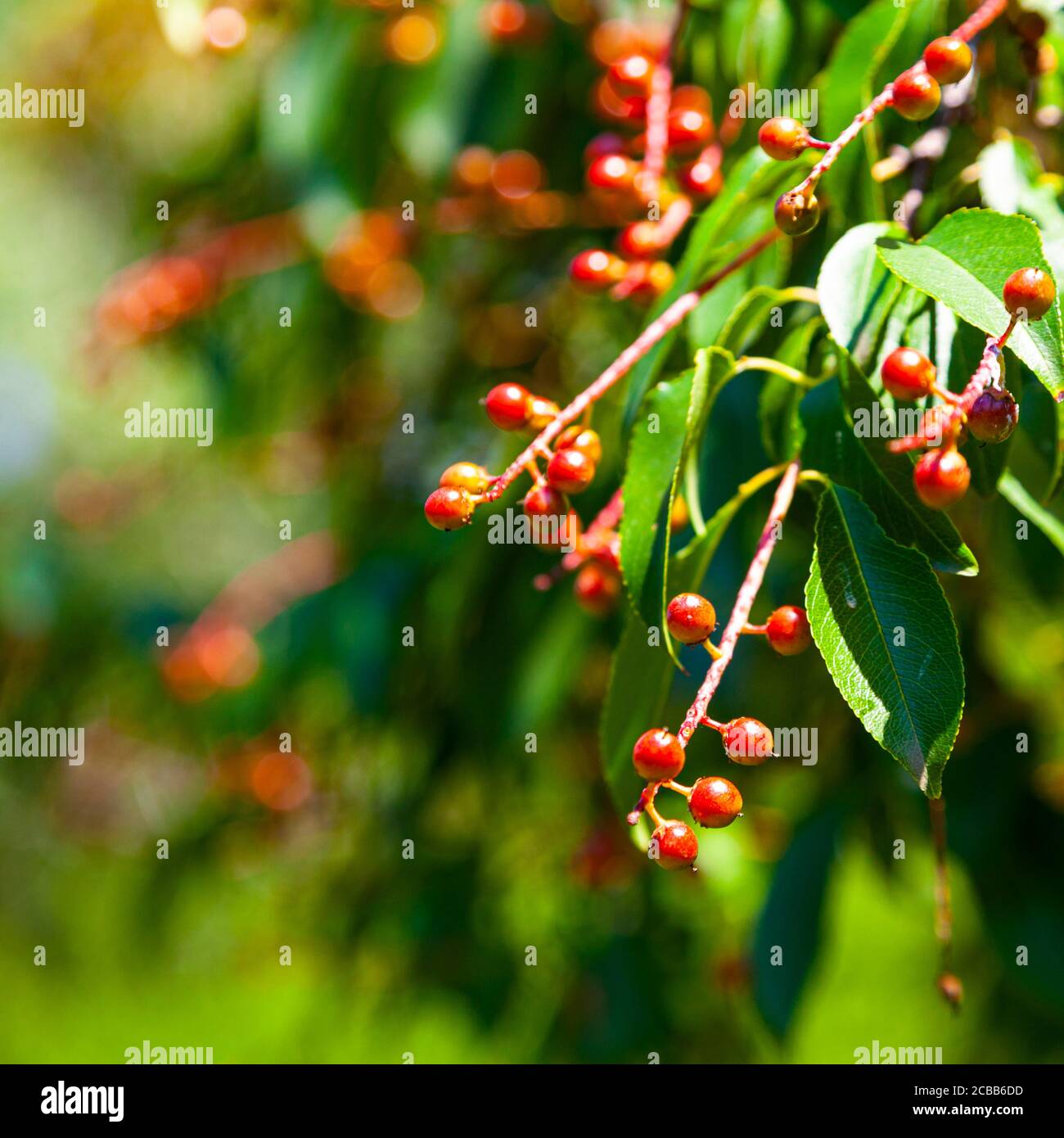 Small red black cherries ripen on the tree Stock Photo - Alamy