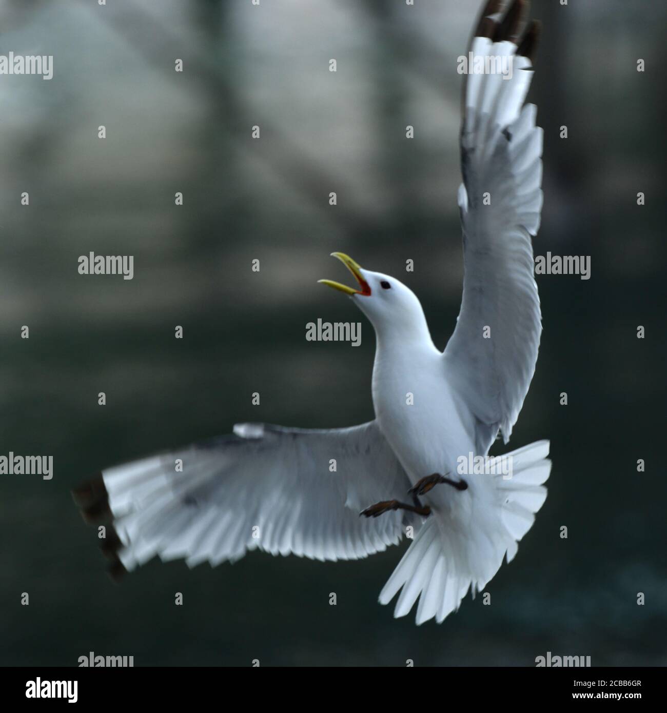 Protected birds hi-res stock photography and images - Alamy