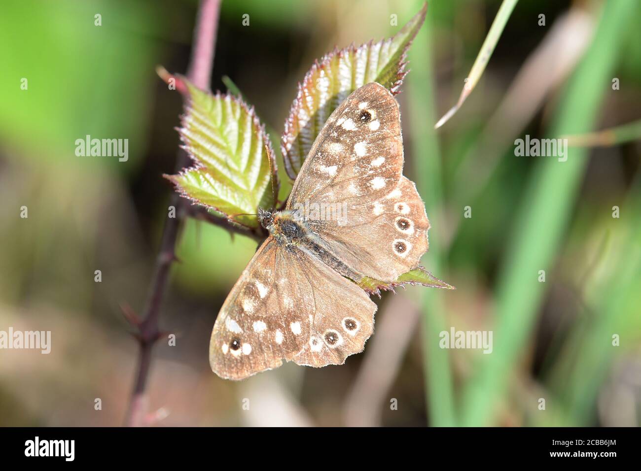 Speckled Wood Butterfly with wings outspread Stock Photo - Alamy