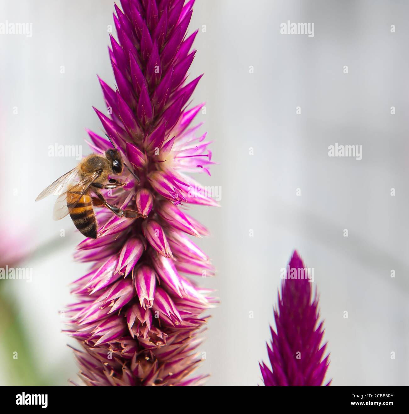 Red wasp south carolina hi-res stock photography and images - Alamy