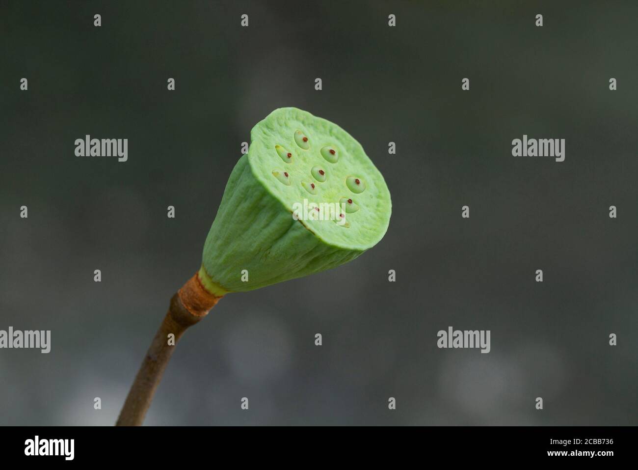 Lotus pod hi-res stock photography and images - Alamy