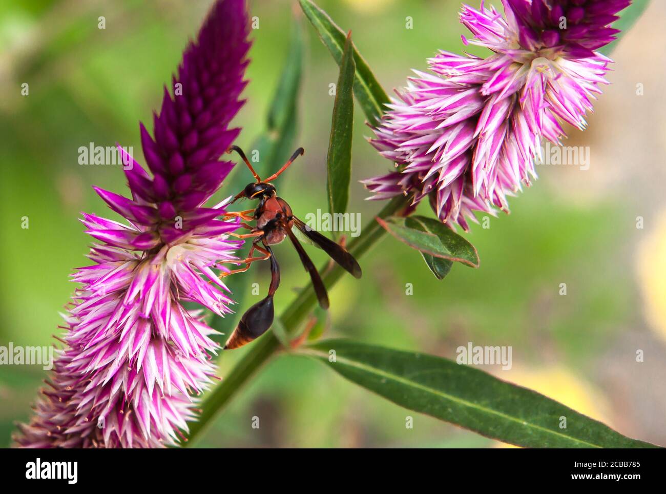 wasp or red hornet on wildflowers, polistes carolina and belongs to the ...