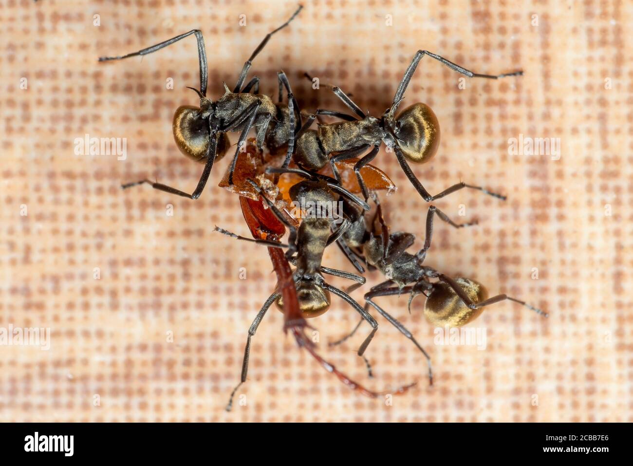 Macro Photography of Golden Weaver Ants are Helping Each Other to Move ...