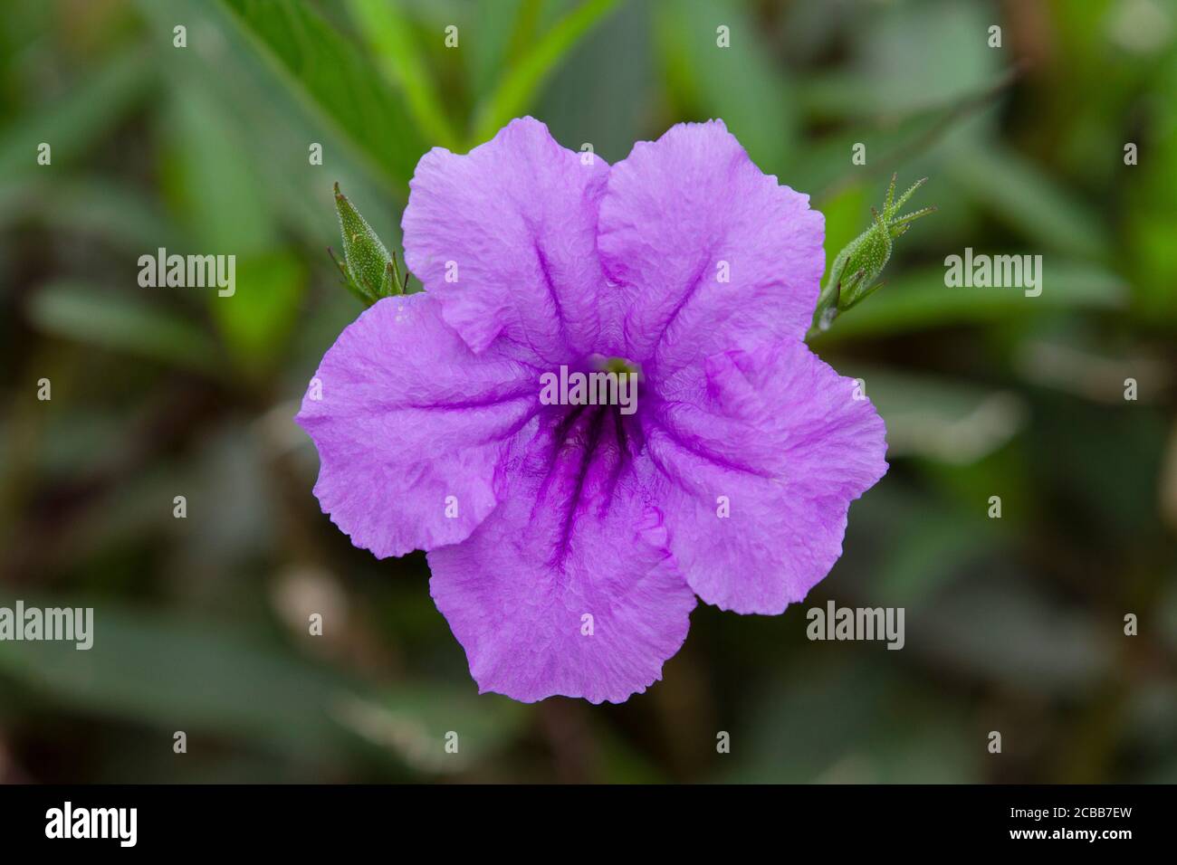 Purple Ruellia tuberosa flower Stock Photo - Alamy