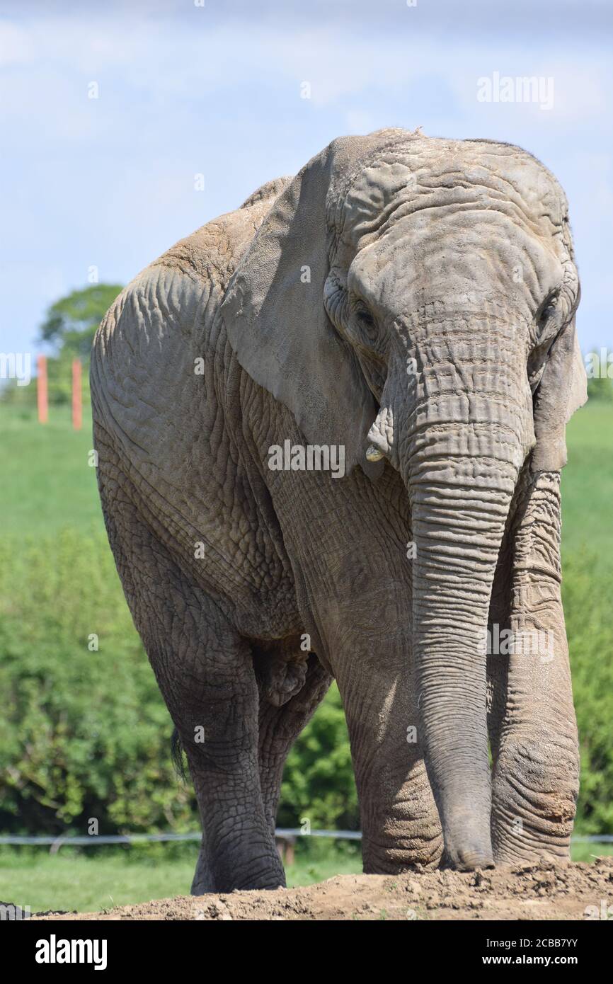 Elephant memory hi-res stock photography and images - Alamy