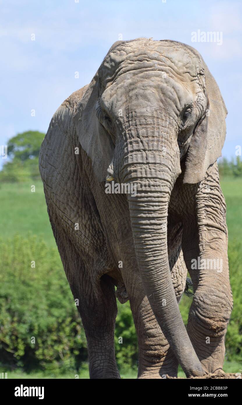 Elephant memory hi-res stock photography and images - Alamy
