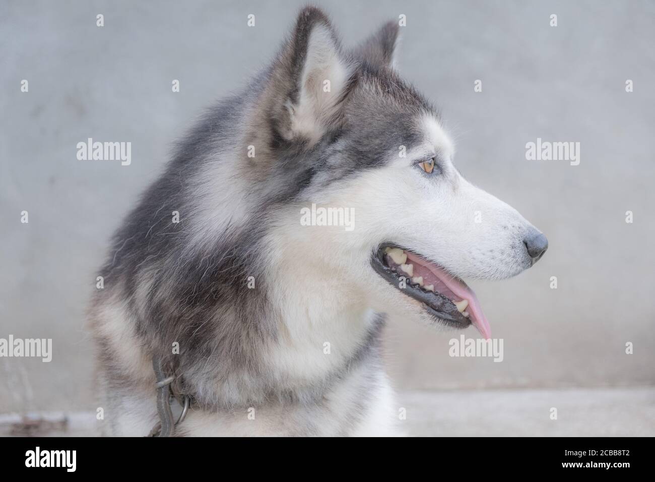 Cute Dog High Resolution Stock Photography and Images - Alamy