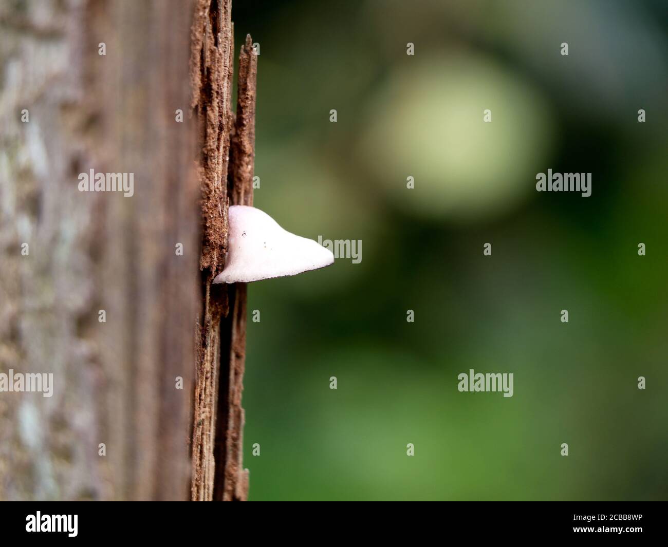 White color mushroom or conk on a decaying tree, parasitic organism ...