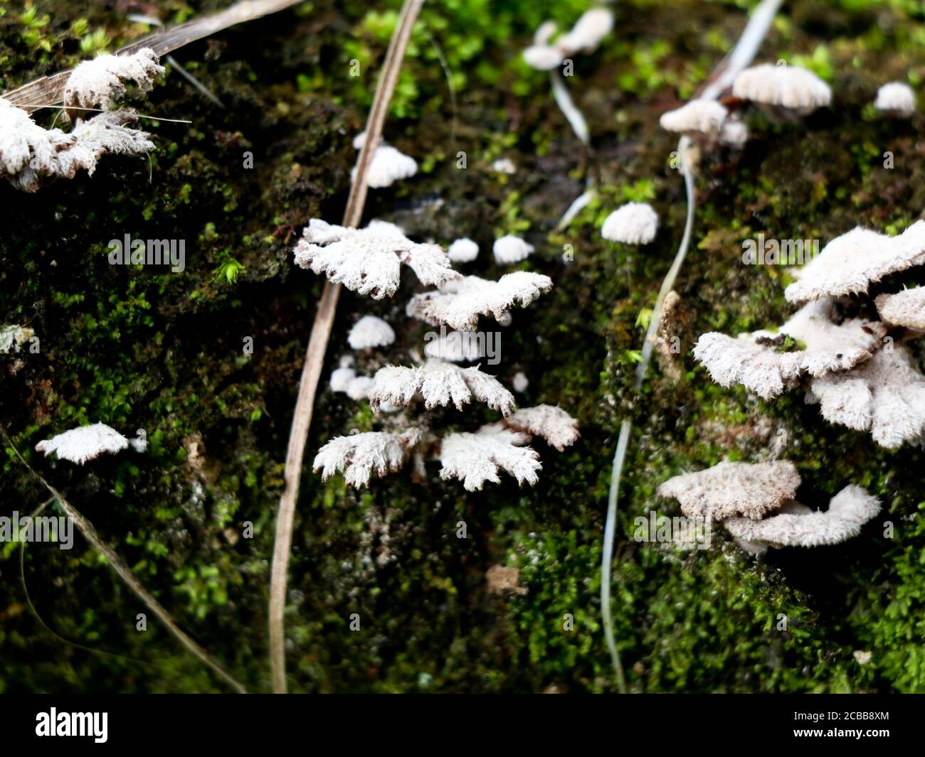 White color mushroom or conk on a decaying tree, parasitic organism ...