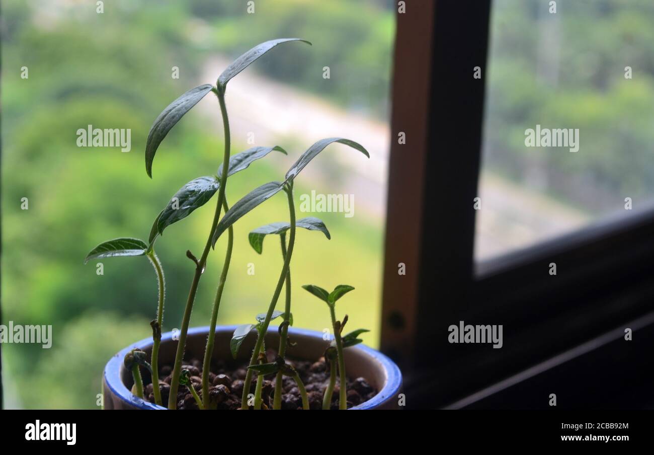 Green gram/Mung bean microgreens on the window sill Stock Photo - Alamy