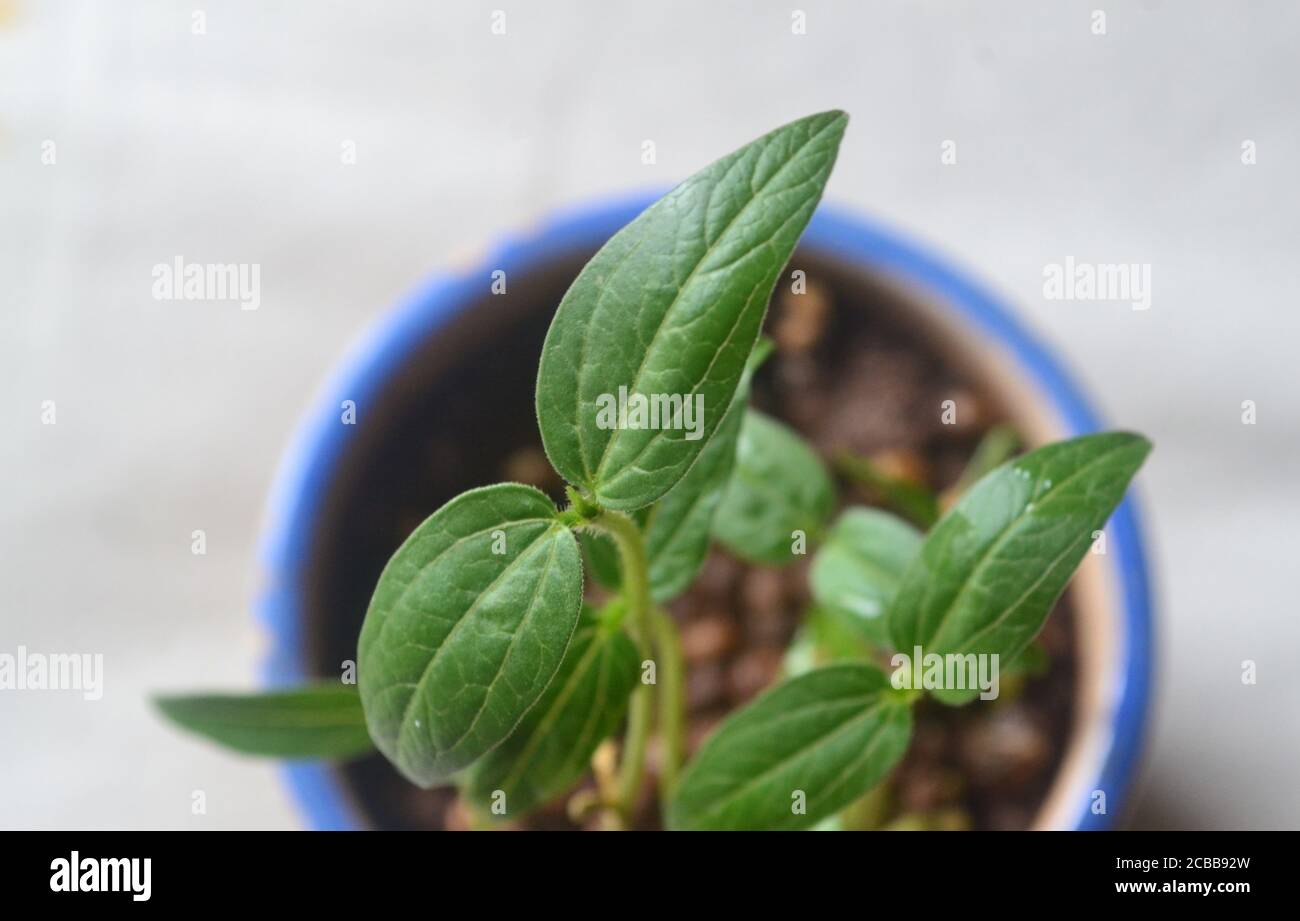 Mung bean microgreens hi-res stock photography and images - Alamy
