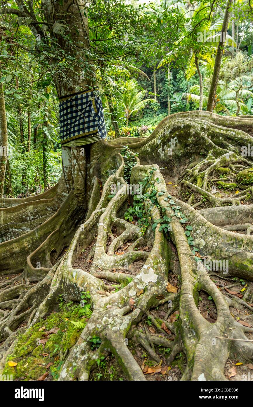 Tree in Pura Goa Gajah, Bali, Indonesia Stock Photo - Alamy