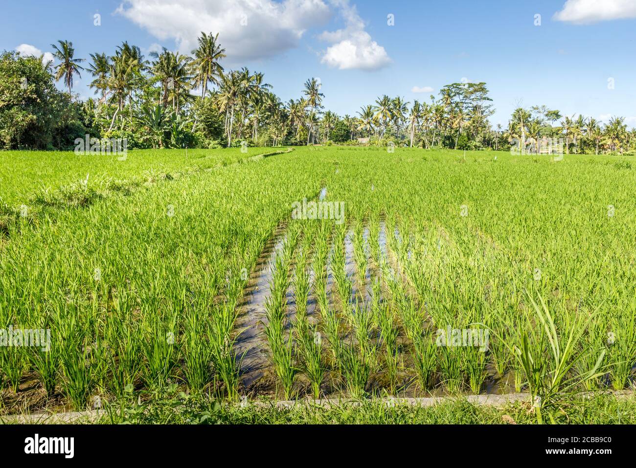 Bali rice plantation hi-res stock photography and images - Alamy