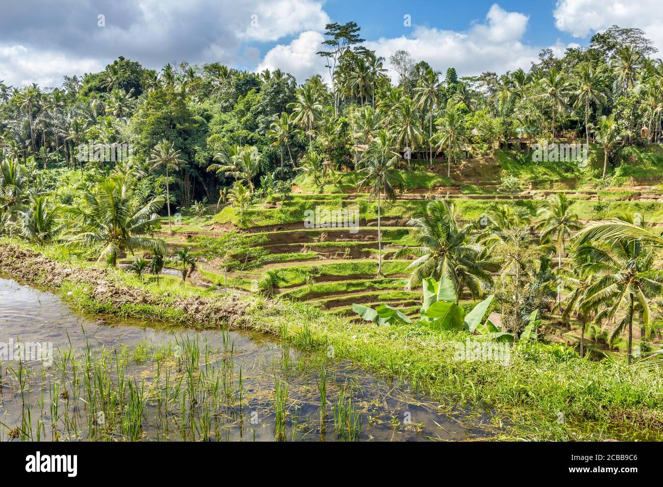 Tegallalang rice terraces tropical landscape hi-res stock photography ...