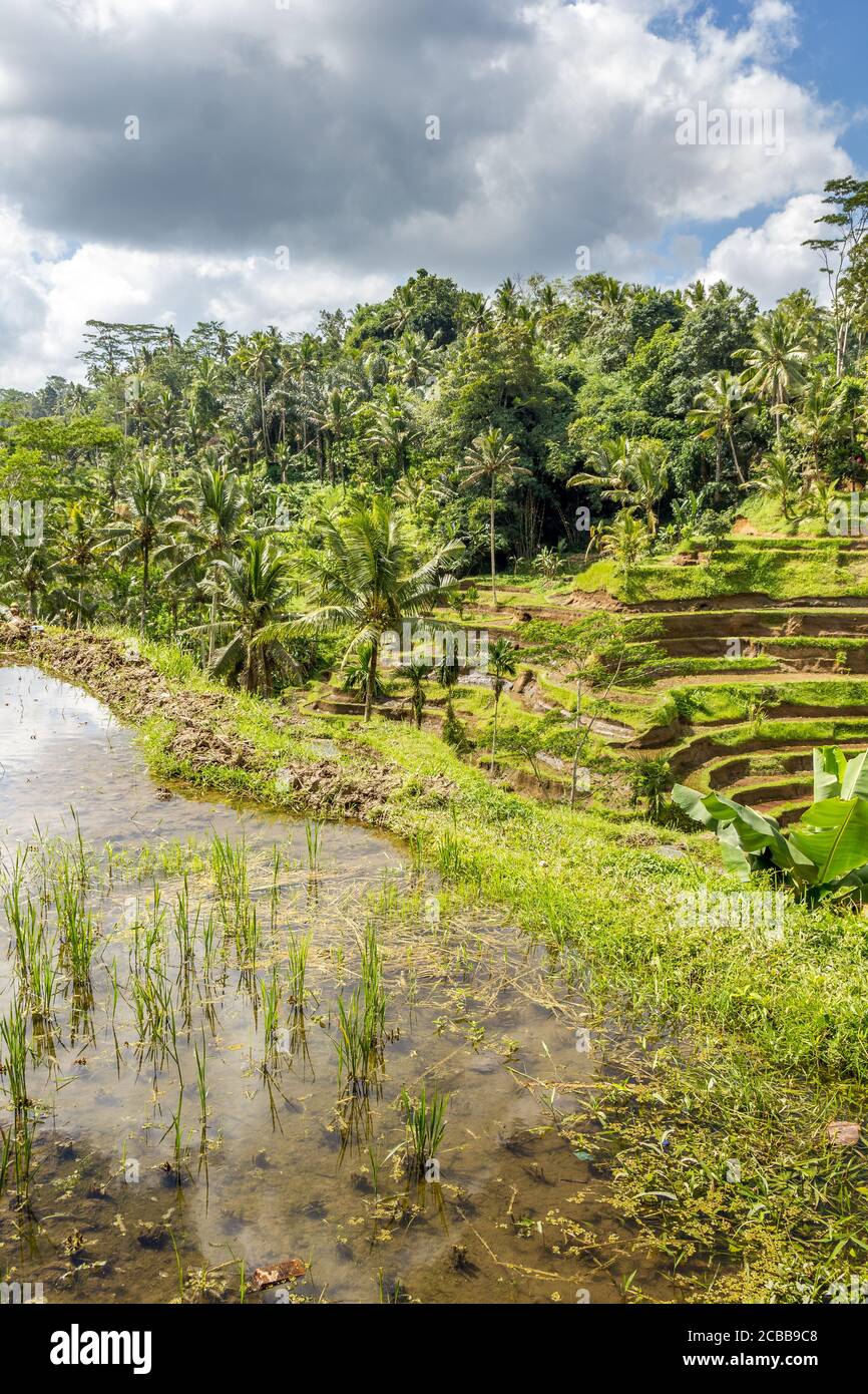 Tegallalang rice terrace hi-res stock photography and images - Alamy
