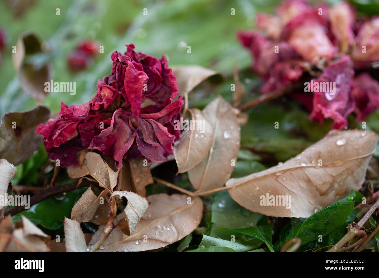 Macro / High-Resolution / Fine Art / Concept - View of wet Decaying ...