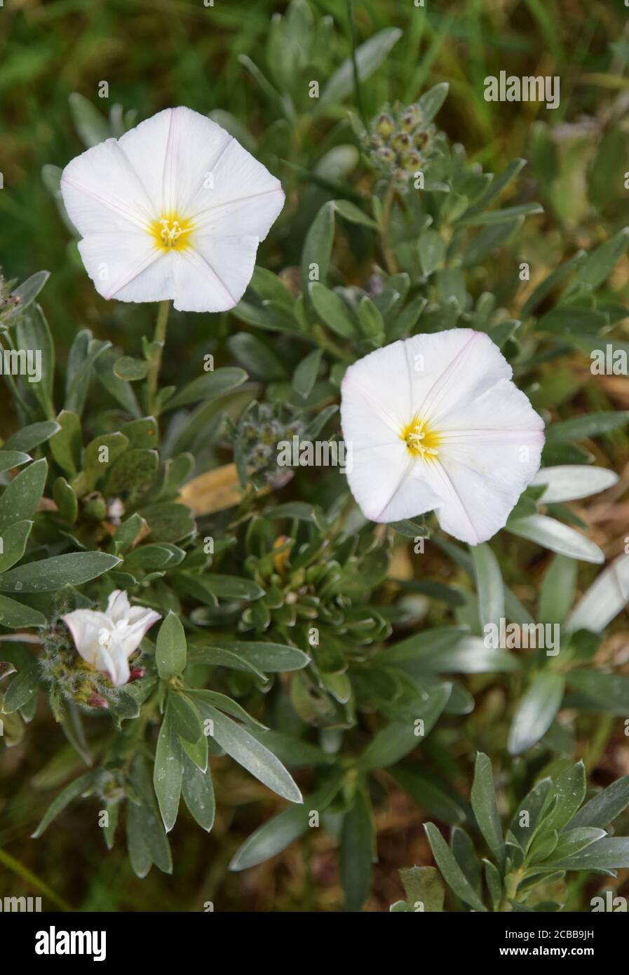 convolvulus flowers, Convolvulus cneorum, silverbush Stock Photo - Alamy