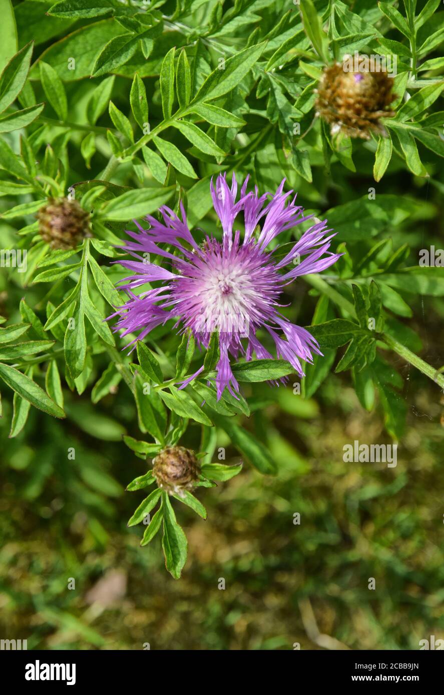 Centaurea dealbata spring hi-res stock photography and images - Alamy