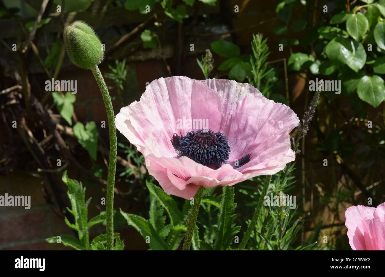 Dark pink poppy hi-res stock photography and images - Alamy