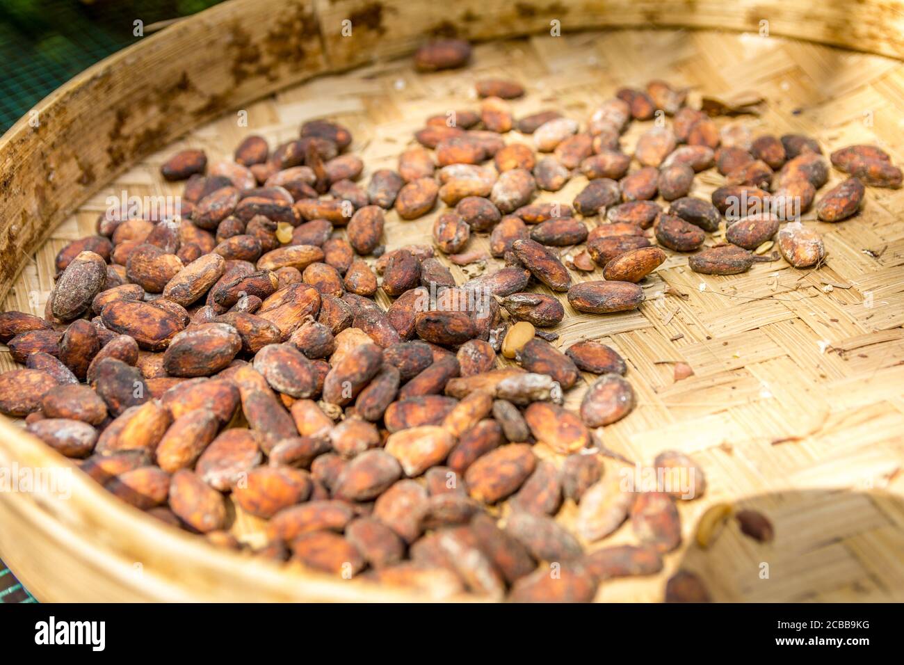 Many Balinese Luwak coffee beans Stock Photo - Alamy