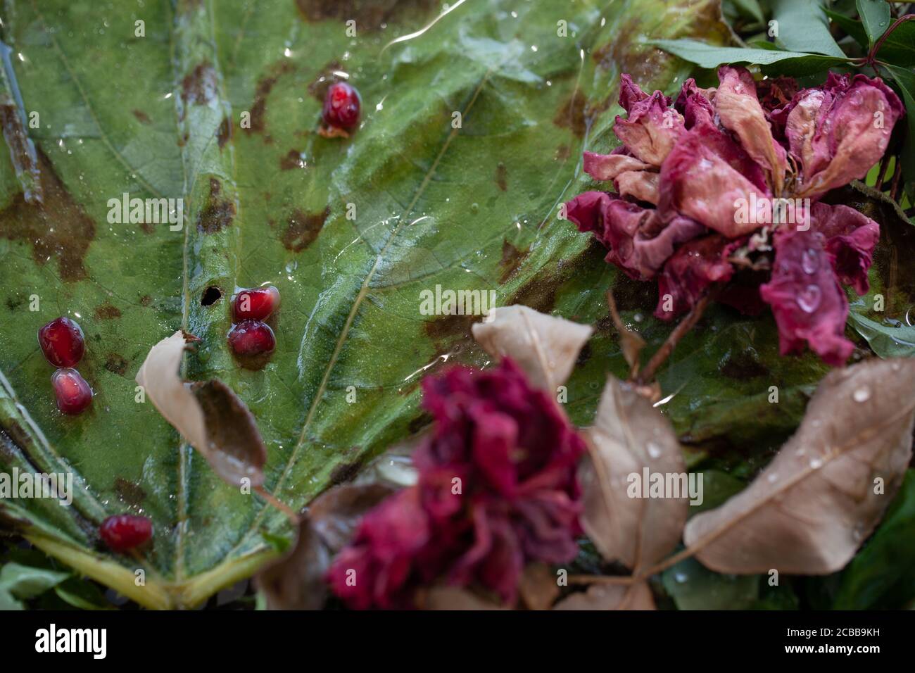Macro / High-Resolution / Fine Art / Concept / Organics - View of Wet ...