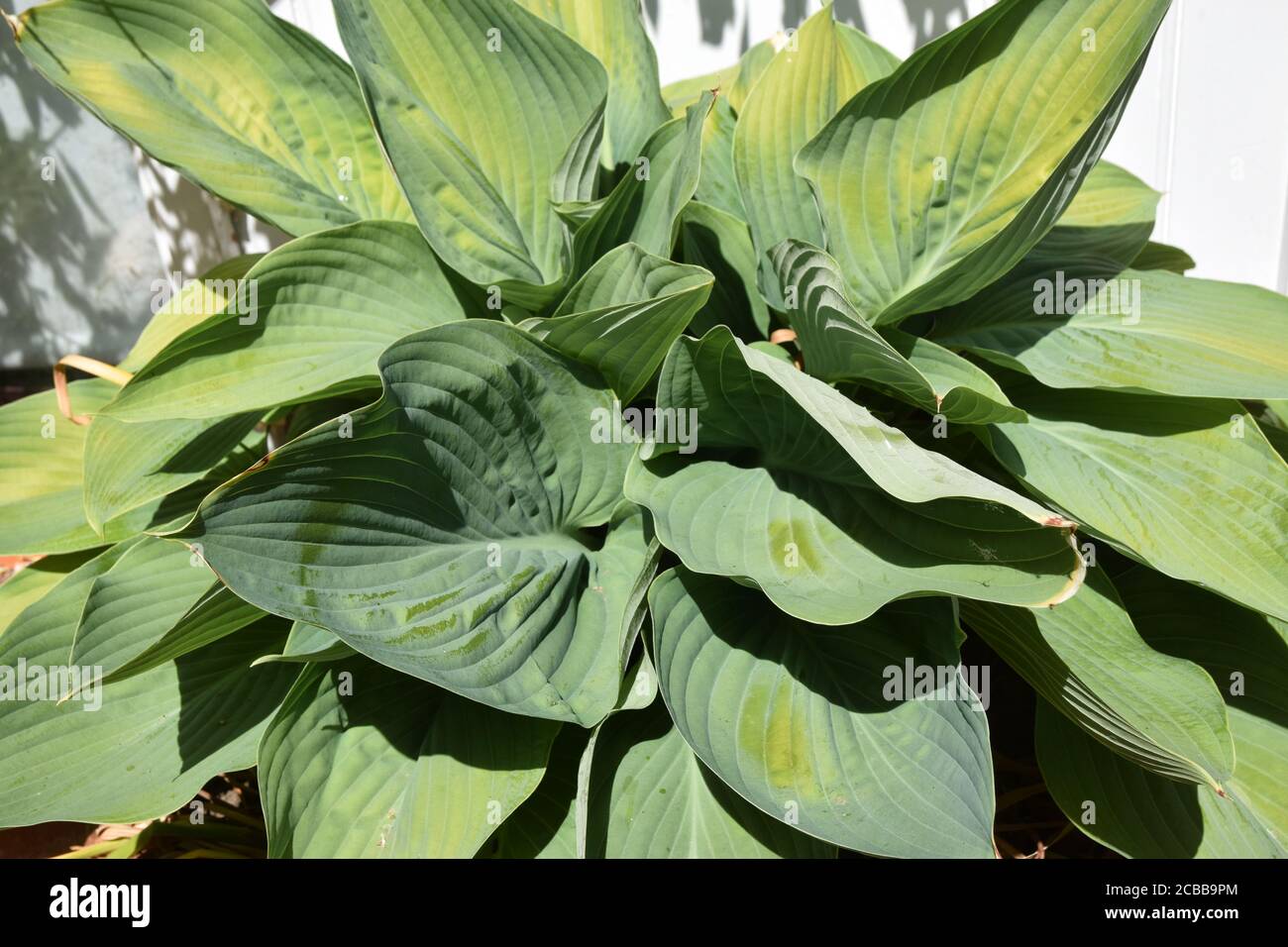 Flowering hostas hi-res stock photography and images - Alamy