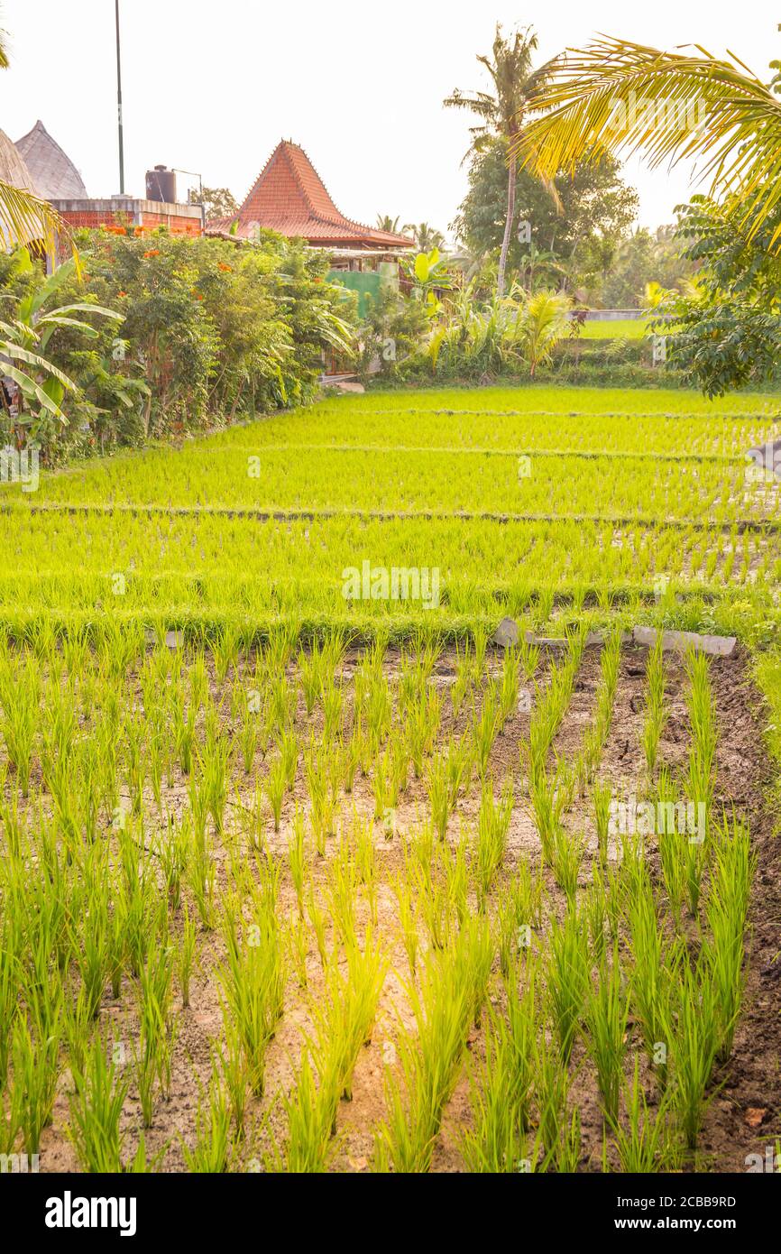 Rice plantation in Bali, Indonesia Stock Photo - Alamy