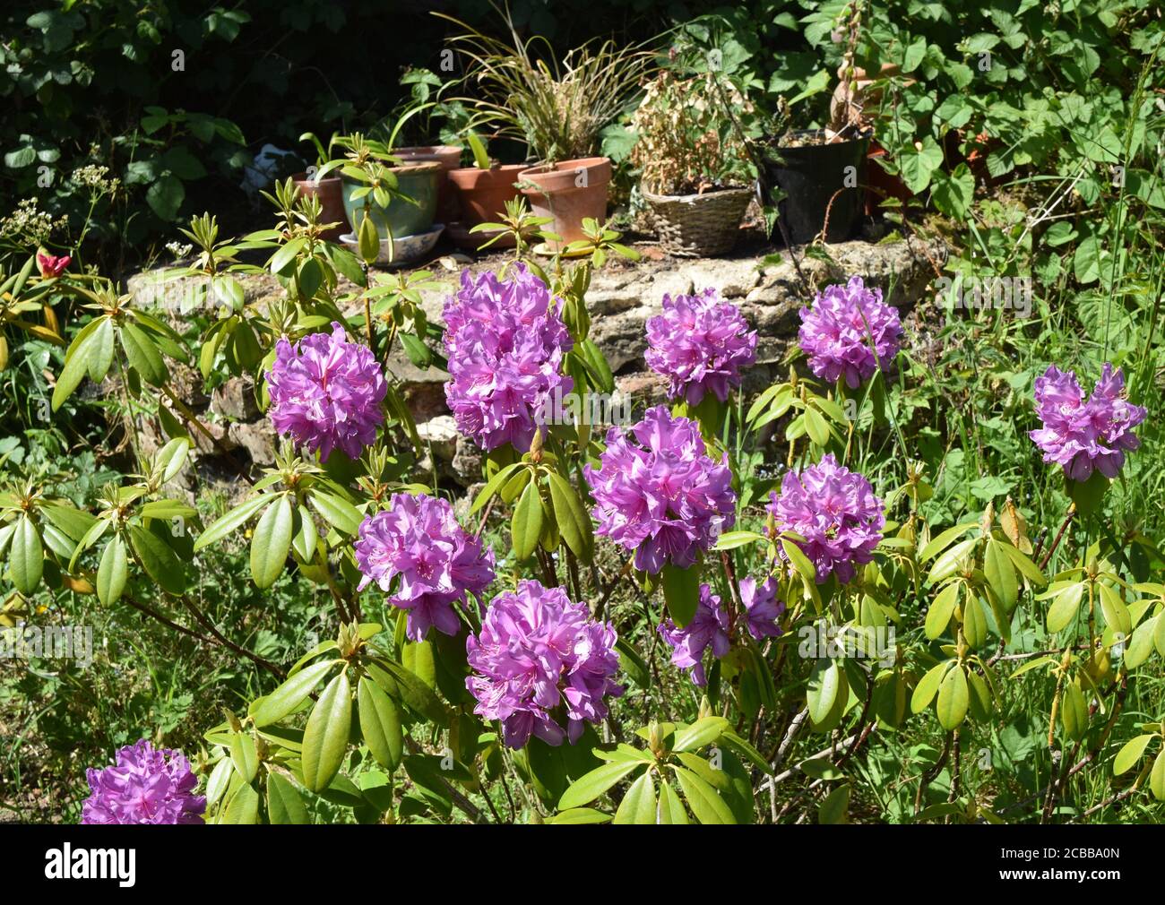 Rhodendron blooms hi-res stock photography and images - Alamy