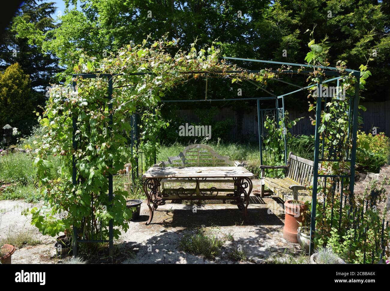 pergola with grapevine, dining table and garden benches Stock Photo - Alamy