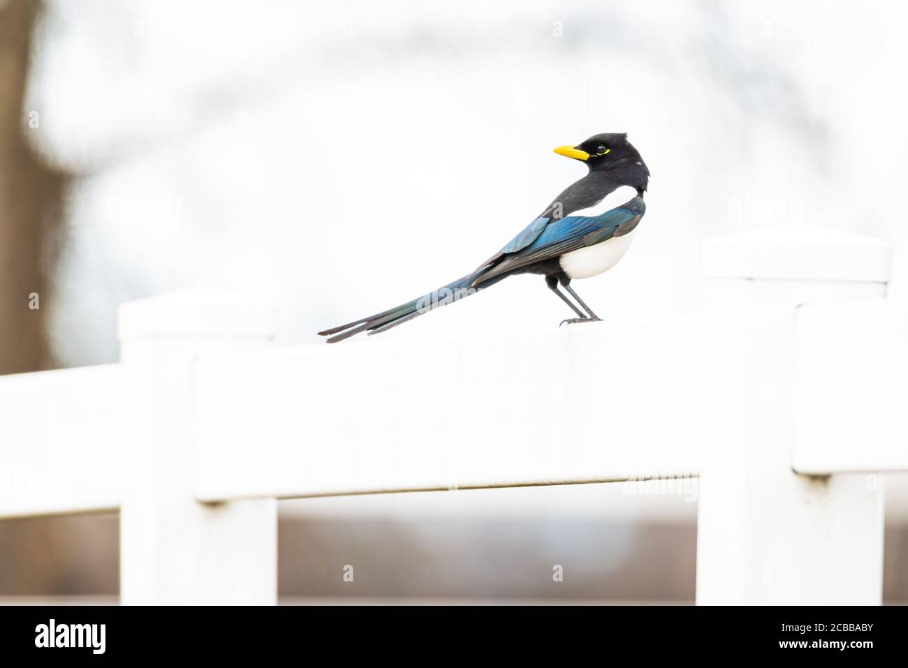 The yellow-billed magpie is a large bird endemic to Sacramento Valley ...
