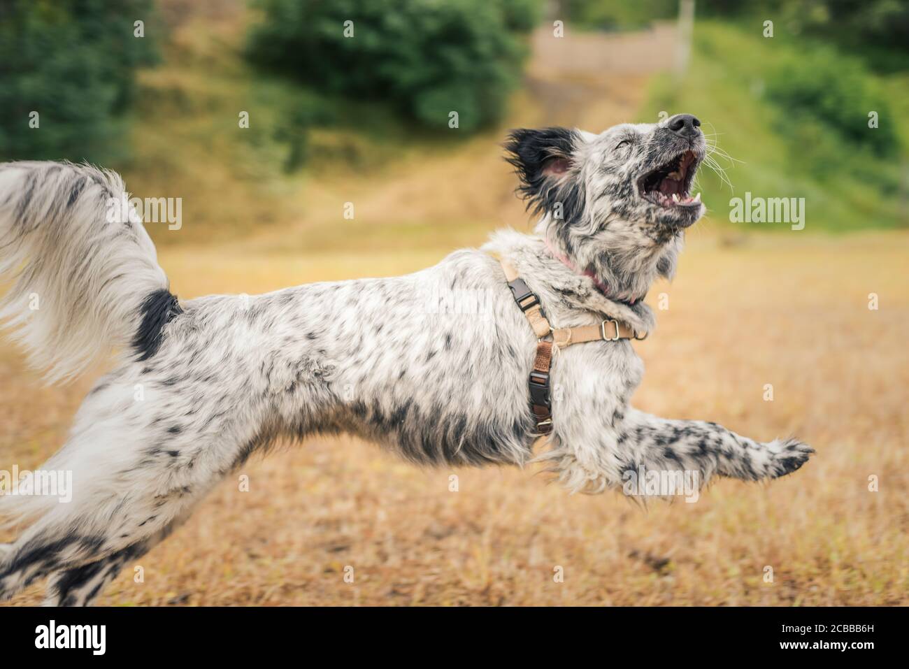 Action portrait of rescued border collie mix, dog adoption concept ...
