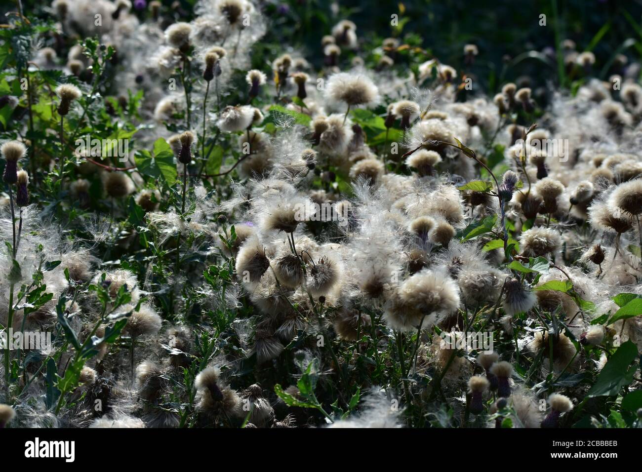 Rodley nature reserve hi-res stock photography and images - Alamy