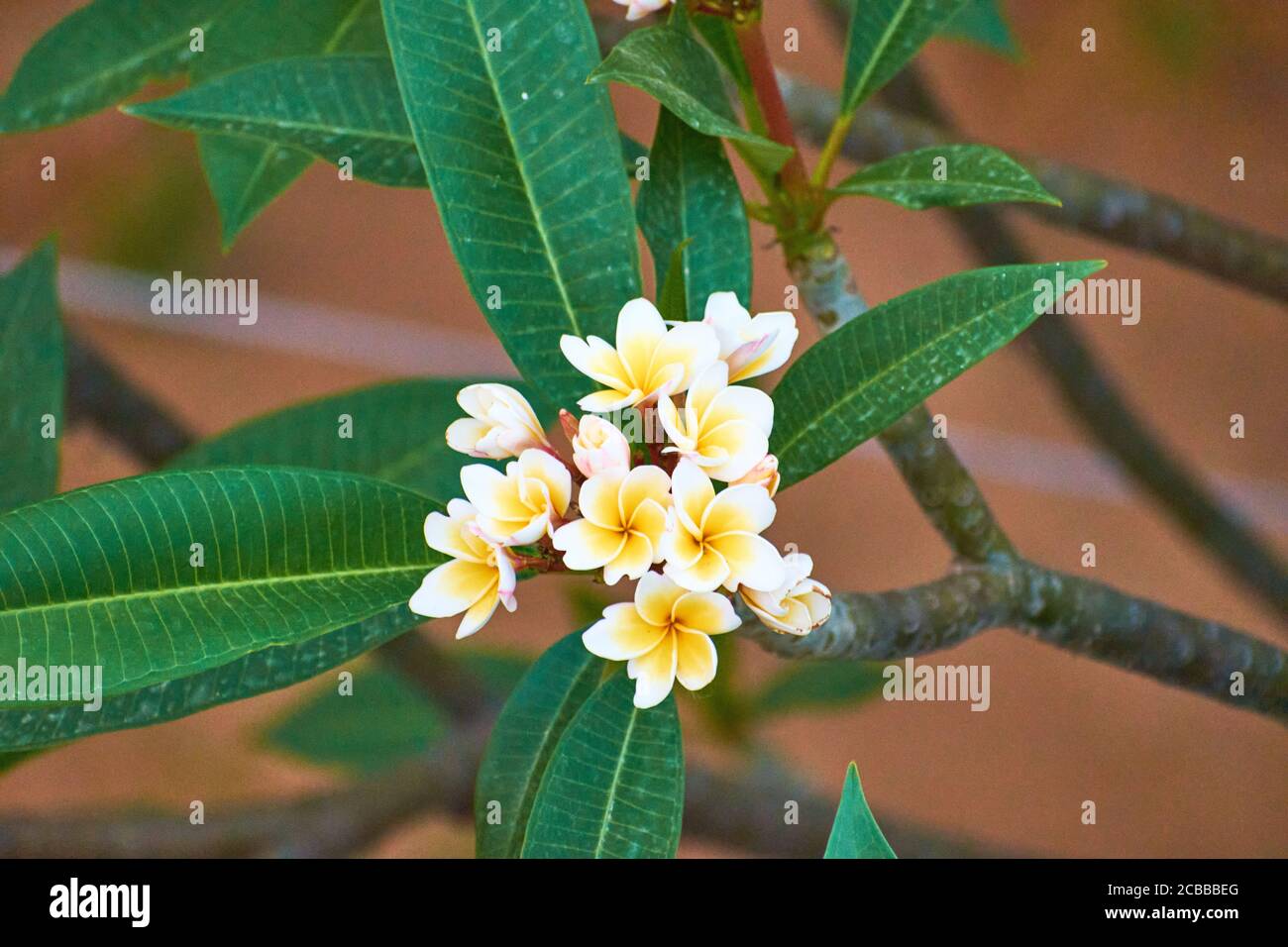 India white flowers hi-res stock photography and images - Alamy