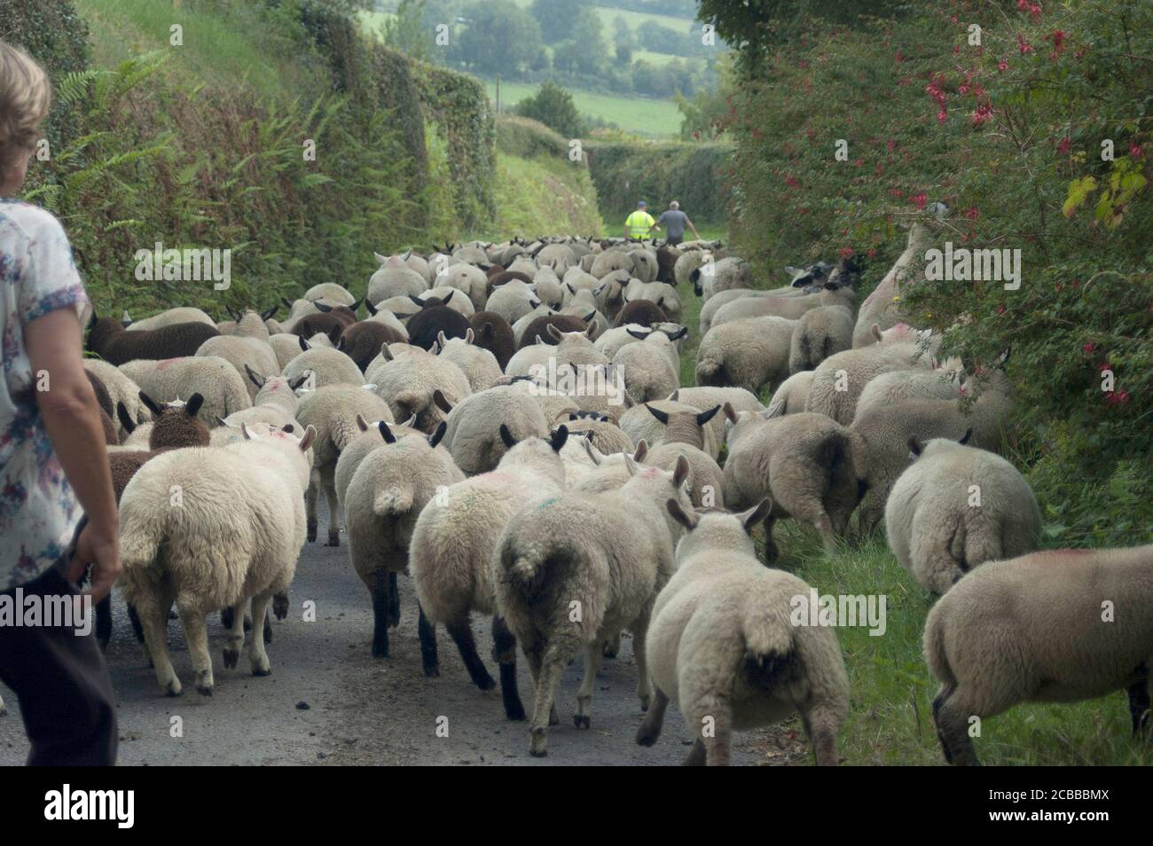 Farmer flock ireland hi-res stock photography and images - Alamy