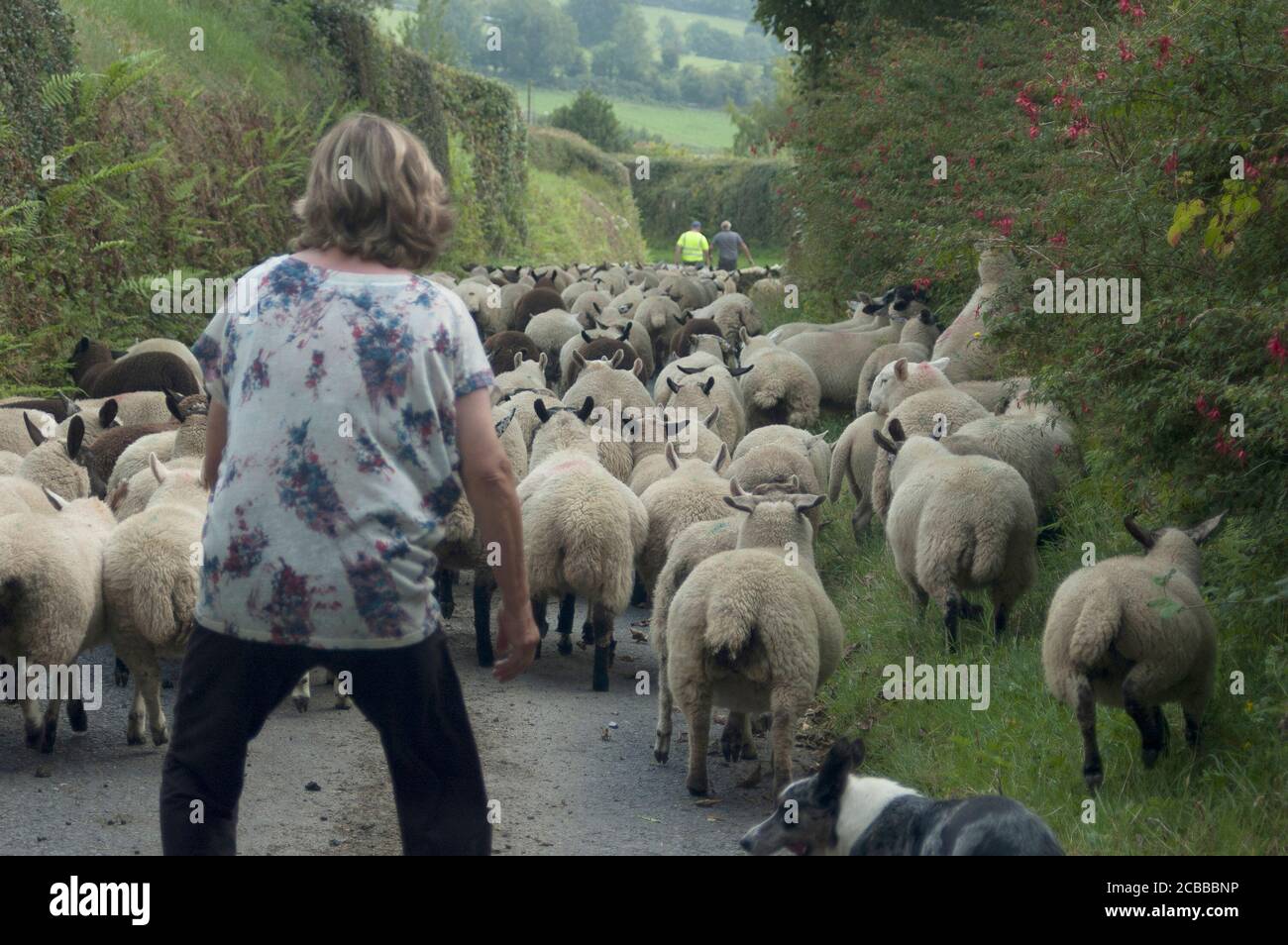 Farmer flock ireland hi-res stock photography and images - Alamy