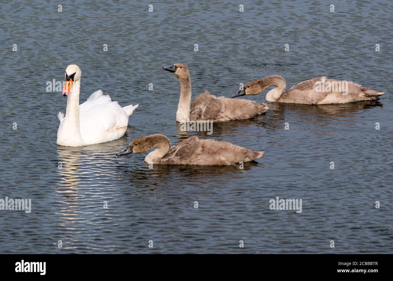 Female swan and cygnets hi-res stock photography and images - Alamy