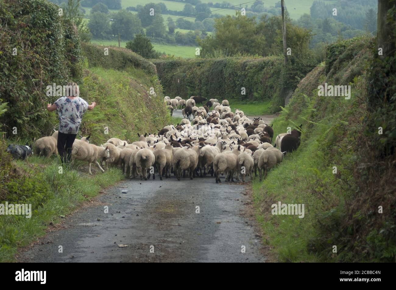 Farmer flock ireland hi-res stock photography and images - Alamy