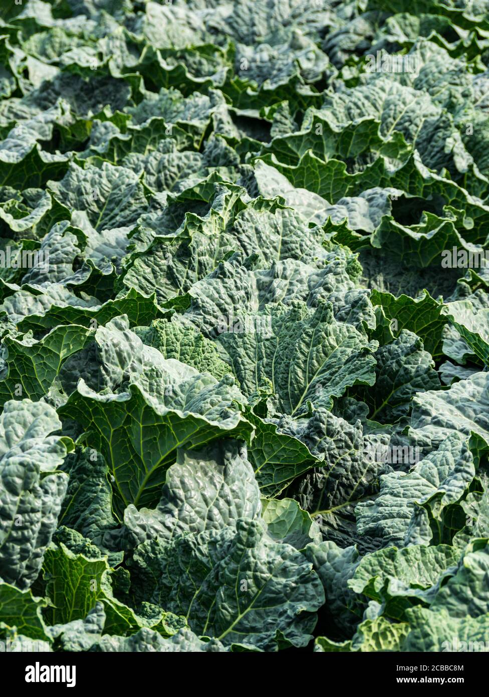 Cabbage field hi-res stock photography and images - Alamy