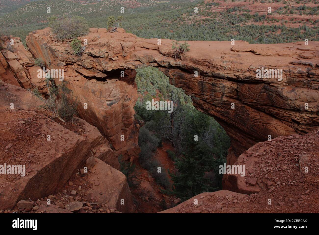 Devil's Bridge, a natural sandstone arch, surrounded by evergreens on ...