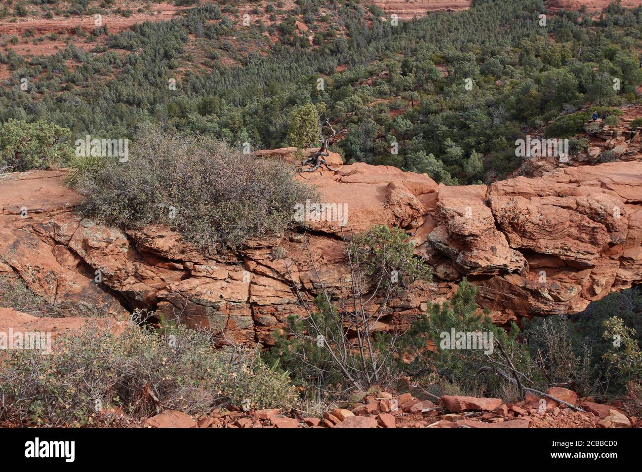 Devil's Bridge, a natural sandstone arch, surrounded by evergreens with ...