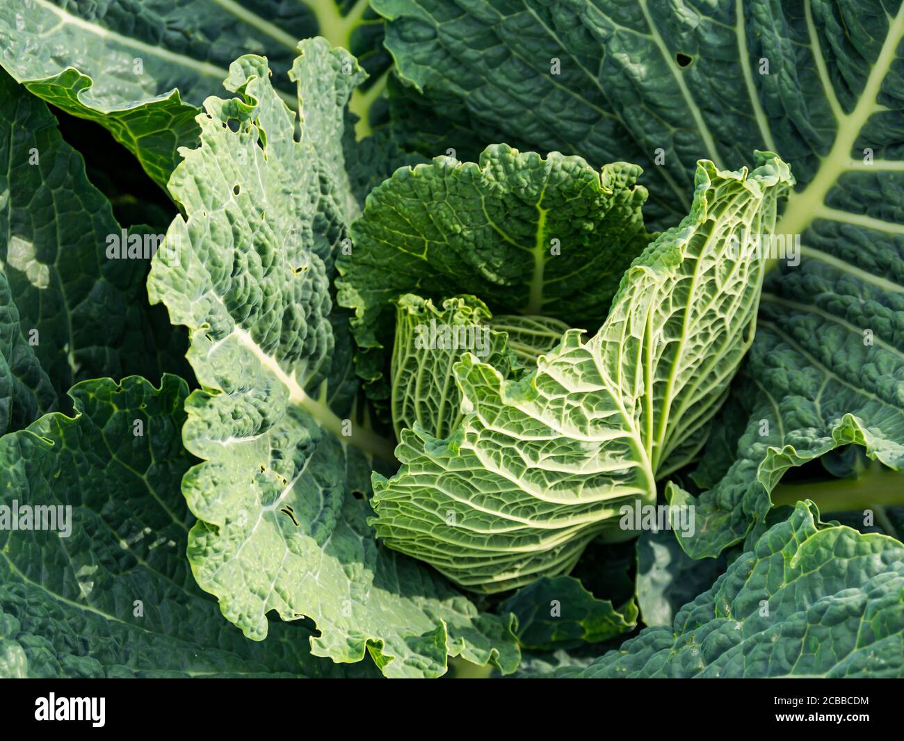 Close up of savoy cabbage plant growing in crop field in Summer ...