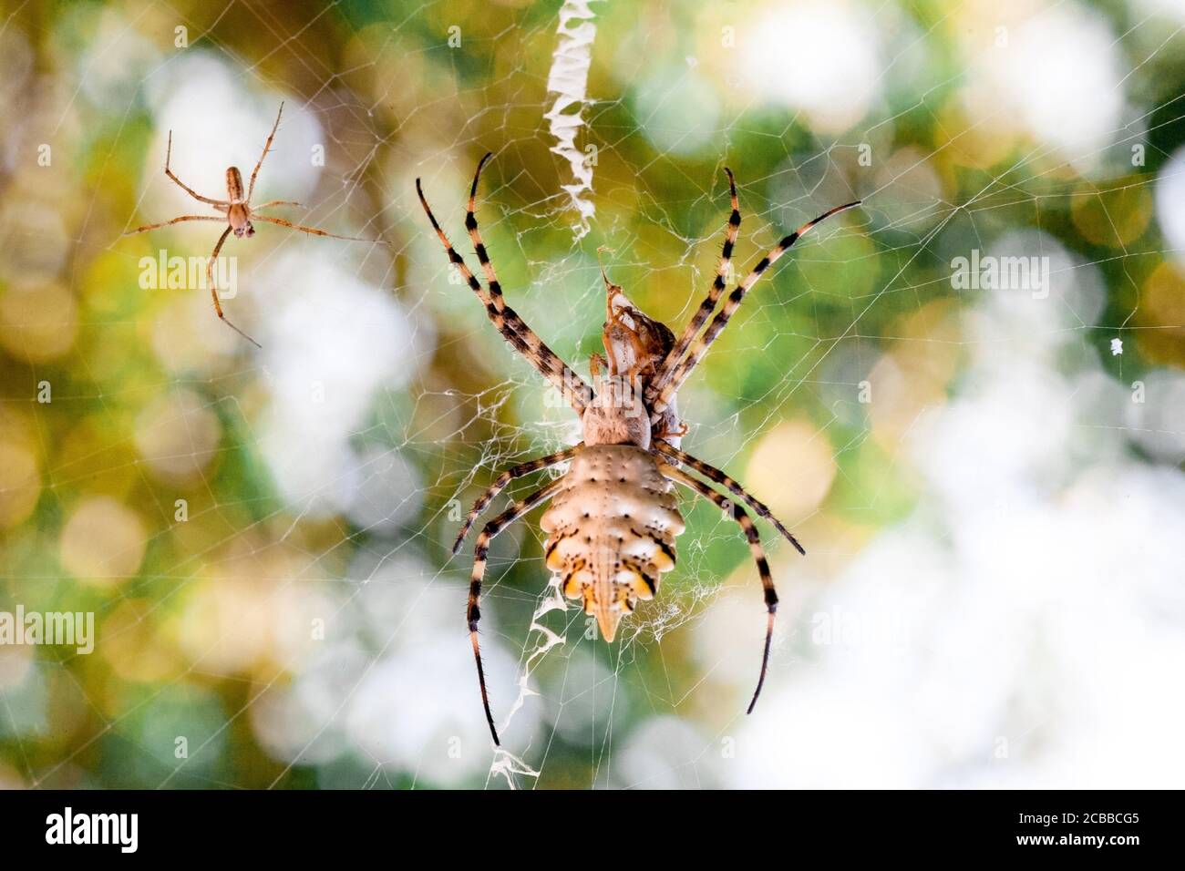 agriopa is a lobulated poisonous wasp spider of a terrible species ...