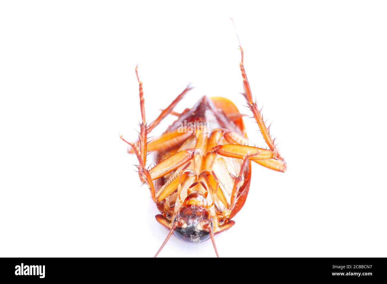 Cockroach isolated on white background Stock Photo - Alamy