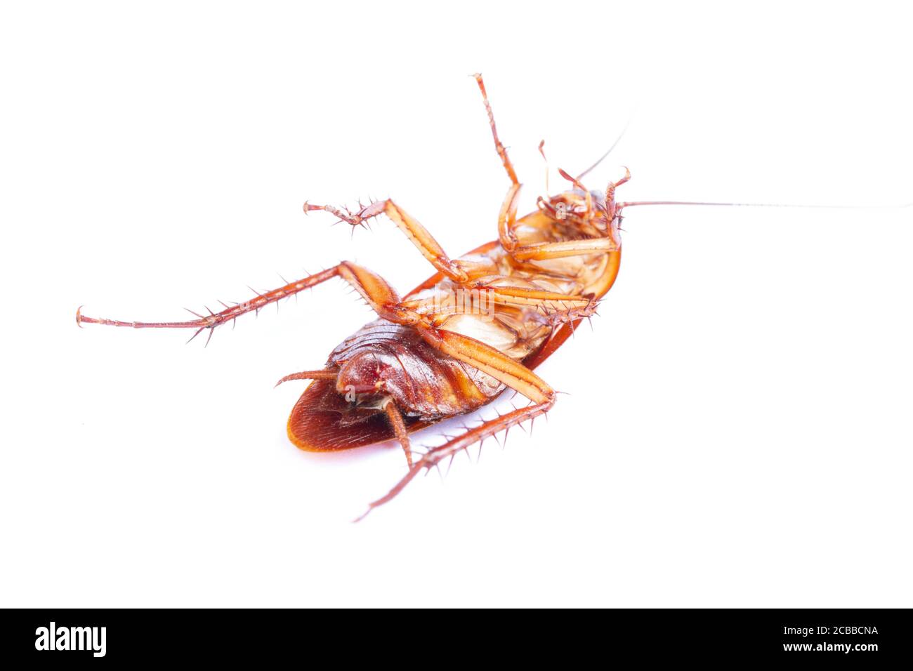 Cockroach isolated on white background Stock Photo - Alamy