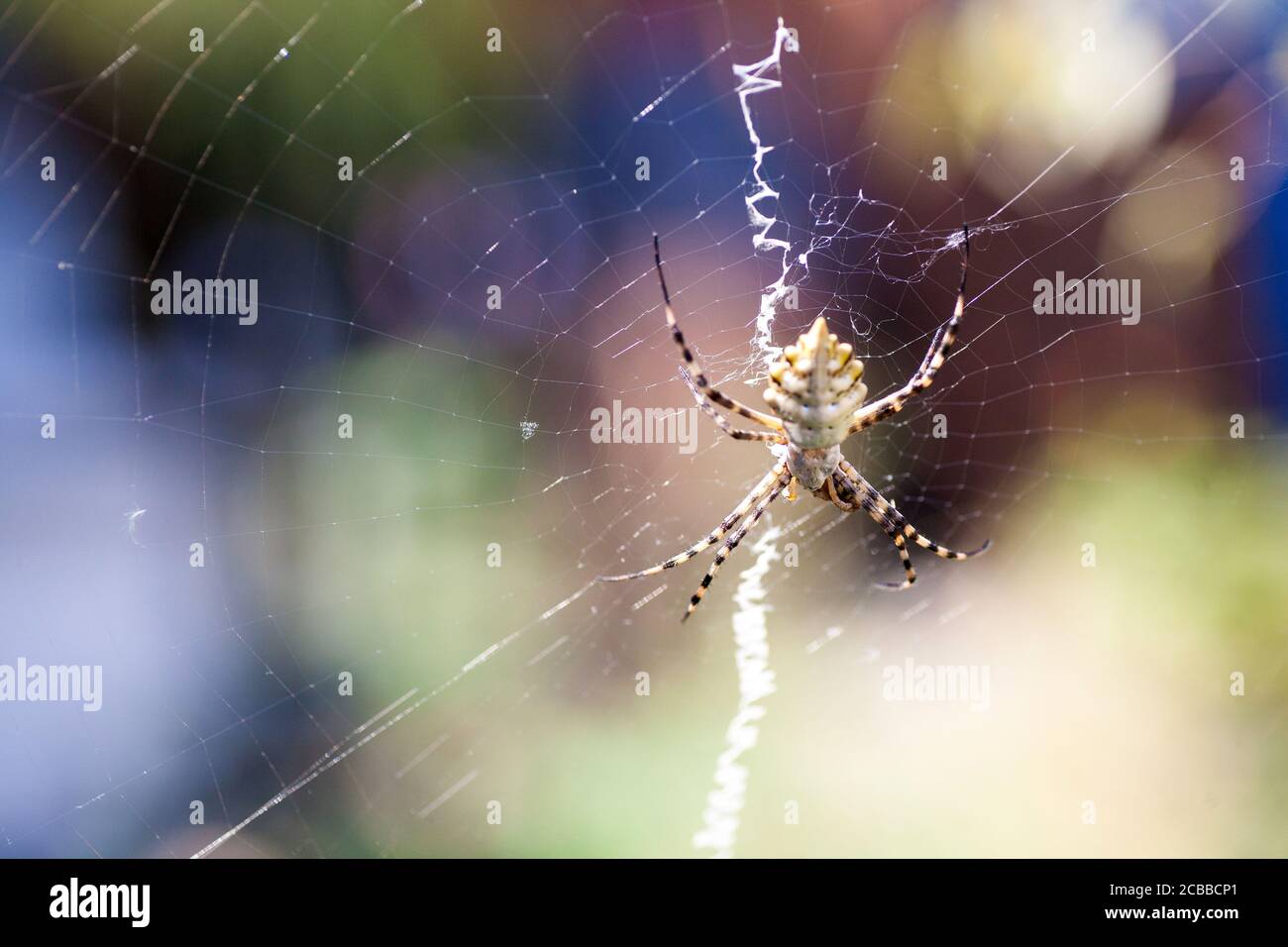 agriopa is a lobulated poisonous wasp spider of a terrible species ...