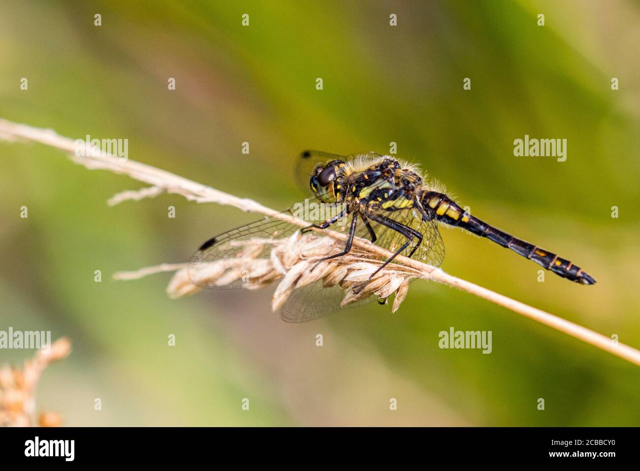 Aberystwyth, UK. 12th Aug, 2020. UK. As thunder rolled overhead ...