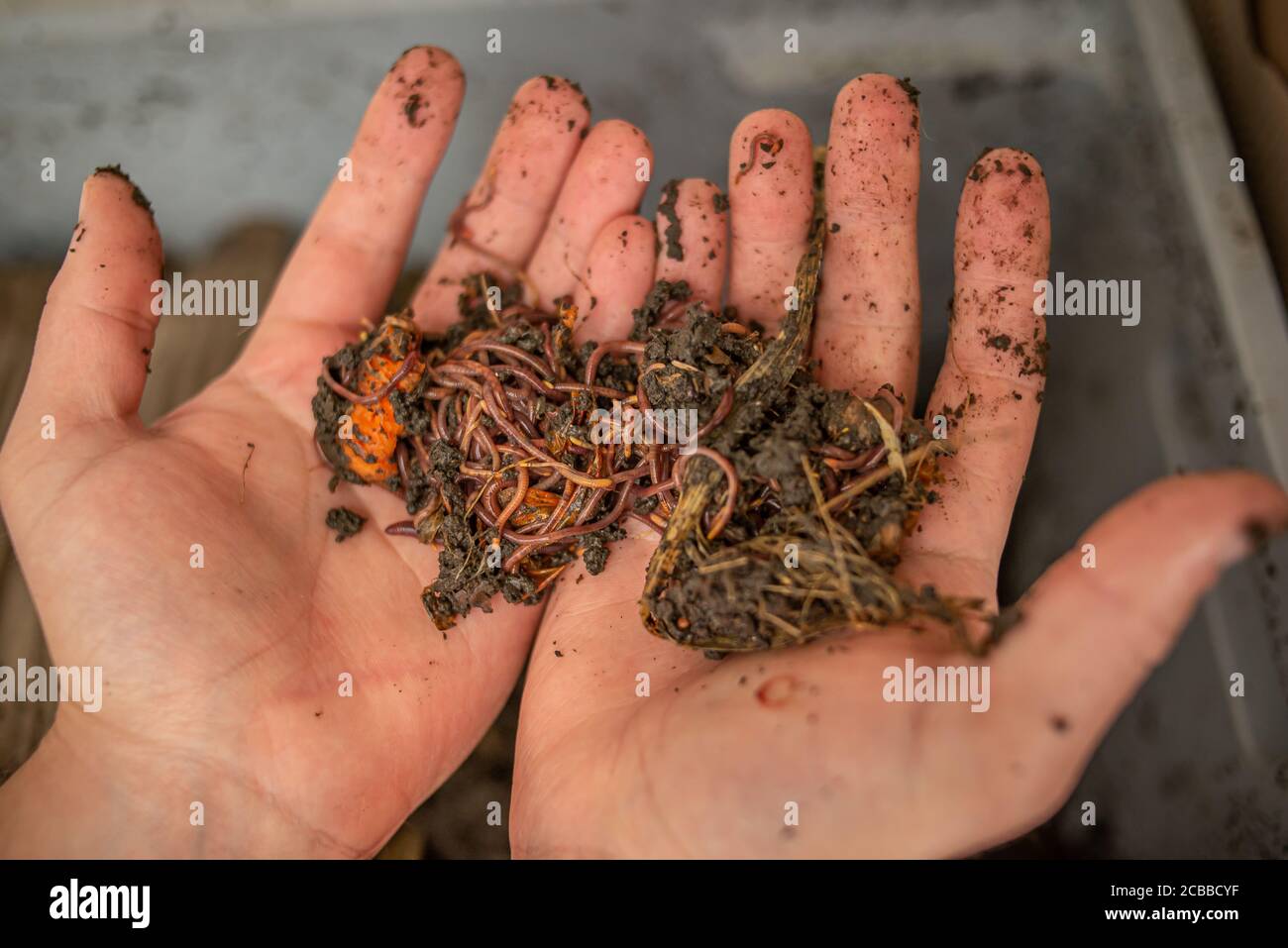 Manure worms hi-res stock photography and images - Alamy