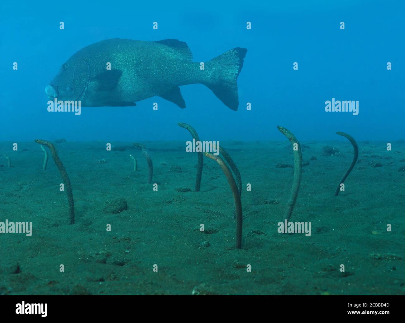 Giant grouper swimming over sandy sea bed, with Spotted Garden eels ...