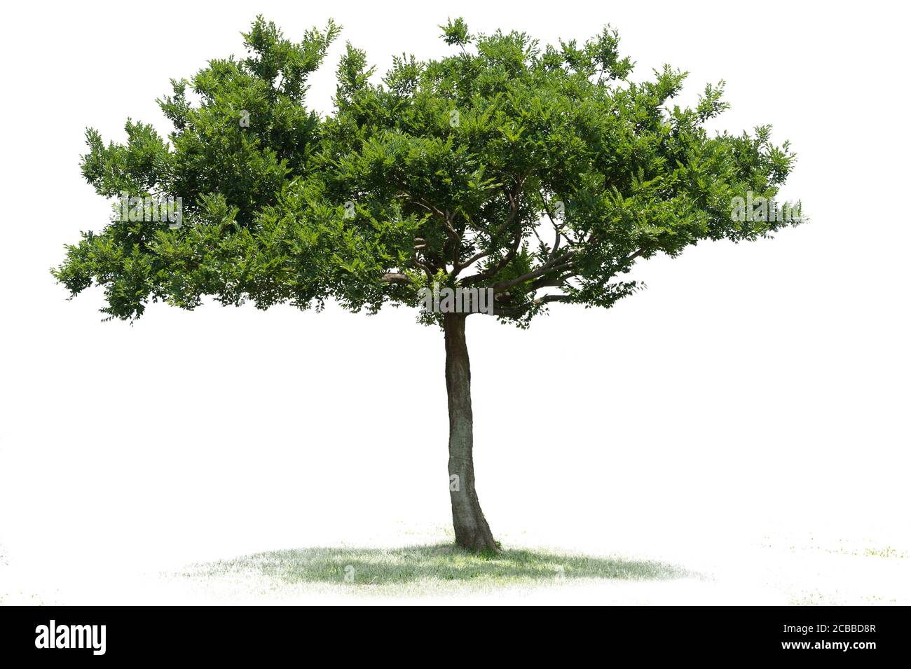 Beautifull green tree on a white background in high definition Stock ...